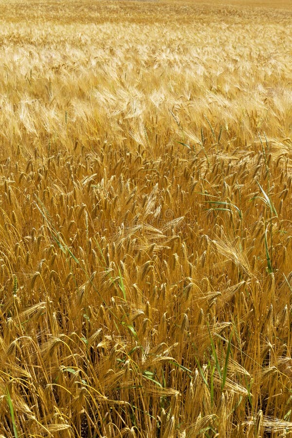 Detail of Corn Spikes in the Summer Nature Stock Image - Image of ...