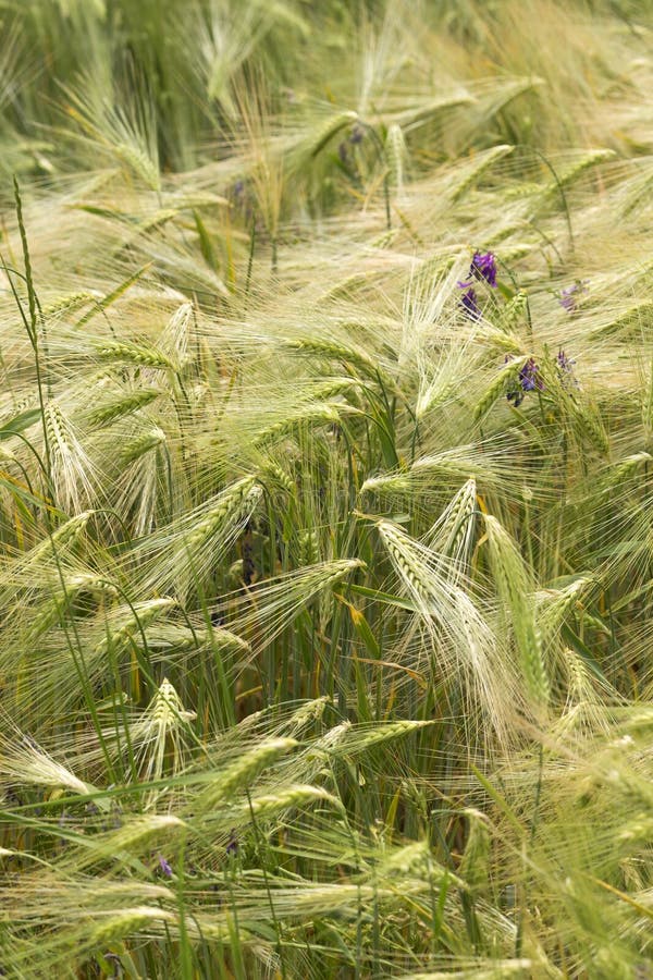 Detail of Corn Spikes in the Summer Nature Stock Photo - Image of food ...
