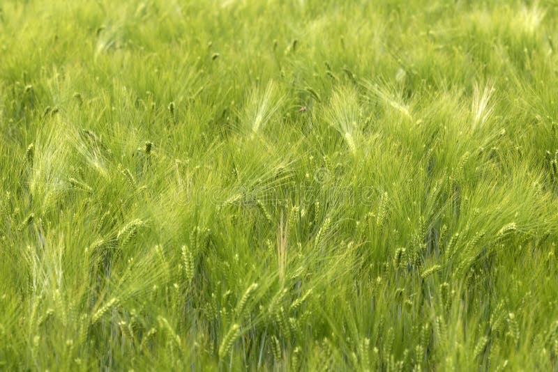Detail of Corn Spikes in the Summer Nature Stock Photo - Image of wheat ...