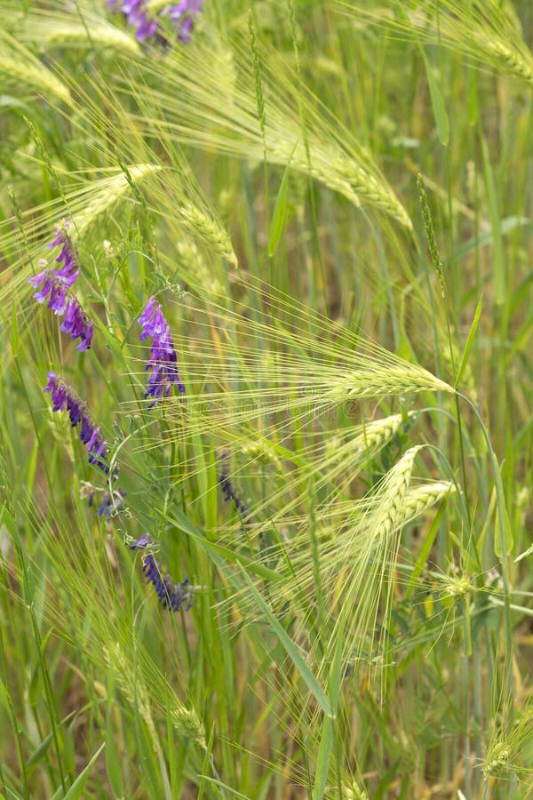 Detail of Corn Spikes in the Summer Nature Stock Photo - Image of grain ...