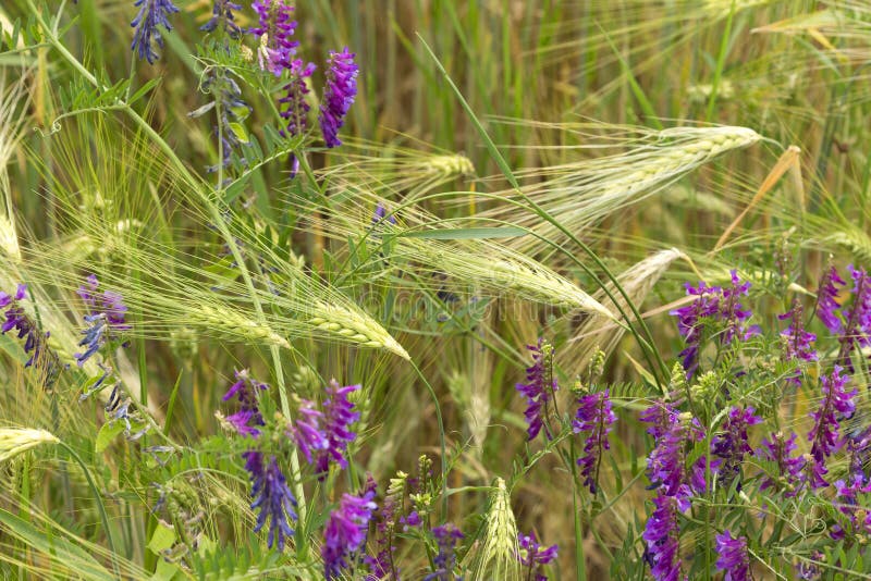 Detail of Corn Spikes in the Summer Nature Stock Photo - Image of spike ...