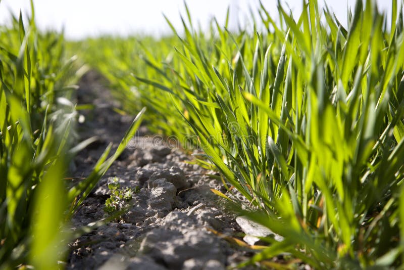 Detail of Corn from Spring Field Stock Image - Image of land, green ...