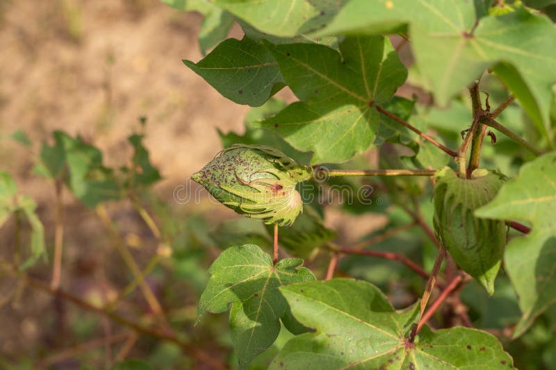 Detail of a cotton plant. stock photo. Image of cloth - 375817252