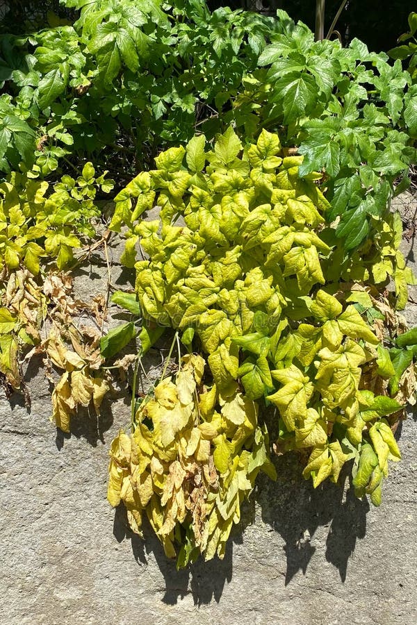 Detail of a Creeper Plant in a Garden in Spring Stock Image - Image of ...