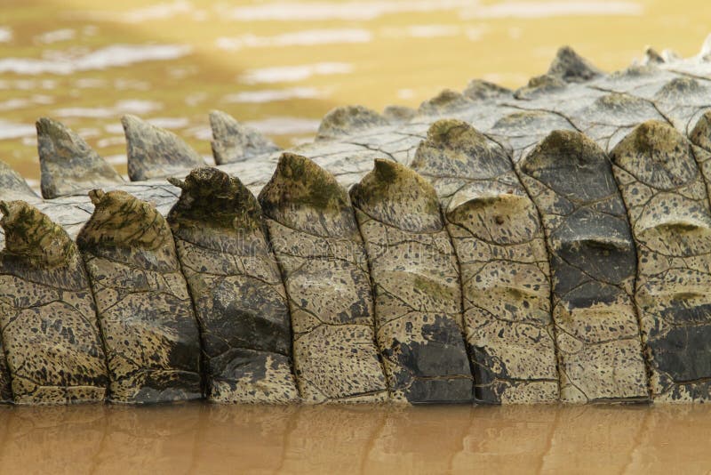 Detail of crocodile s tail stock image. Image of tail - 35109461