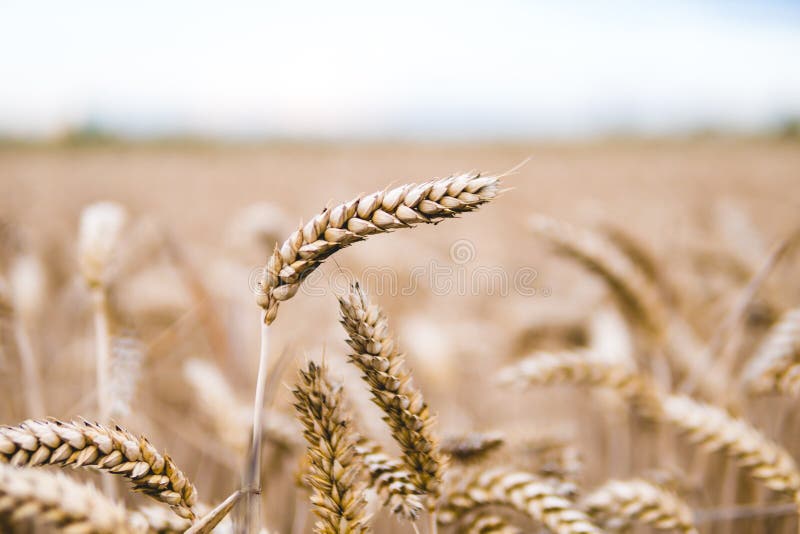 Detail of a Crop Field, in the Summer Stock Image - Image of background ...