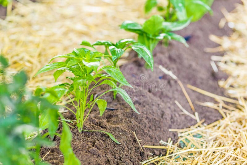 Detail of Crops in Home Garden Stock Image - Image of harvest, kitchen ...