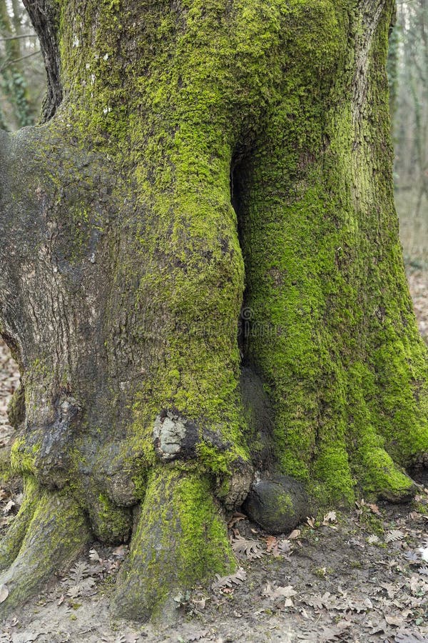 Detail of the Crust of the Tree Stock Image - Image of scum, crust ...