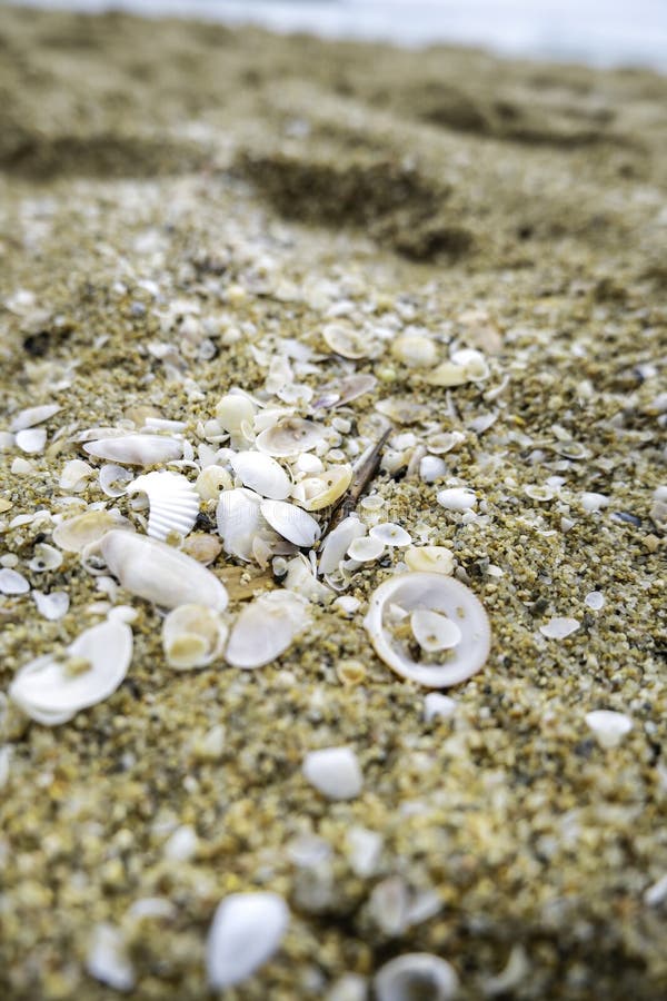 Shells on a beach stock image. Image of concept, brown - 340802845