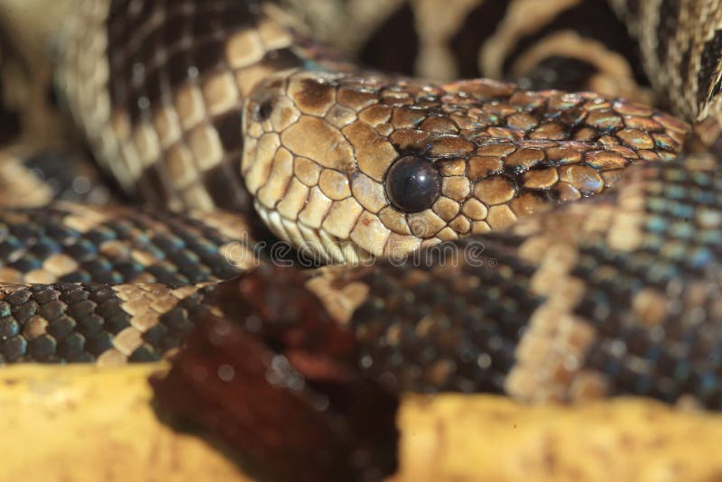 Cuban tree boa stock image. Image of angulifer, reptile - 116487879