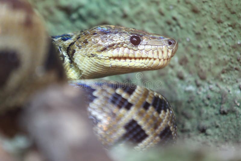 Cuban boa stock image. Image of reptile, cuban, boid - 117505419