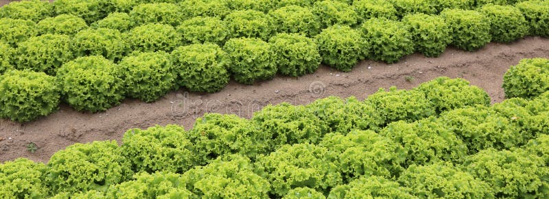 Detail of Cultivated Field of Green Lettuce with Sandy Soil Stock Image ...