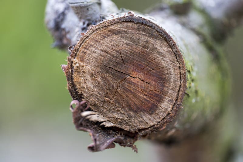 Detail of a Cut Cross-section of a Tree Stock Image - Image of wood ...