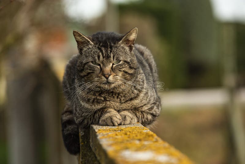 Cat rest on the wall 4 stock photo. Image of graphic - 217008564
