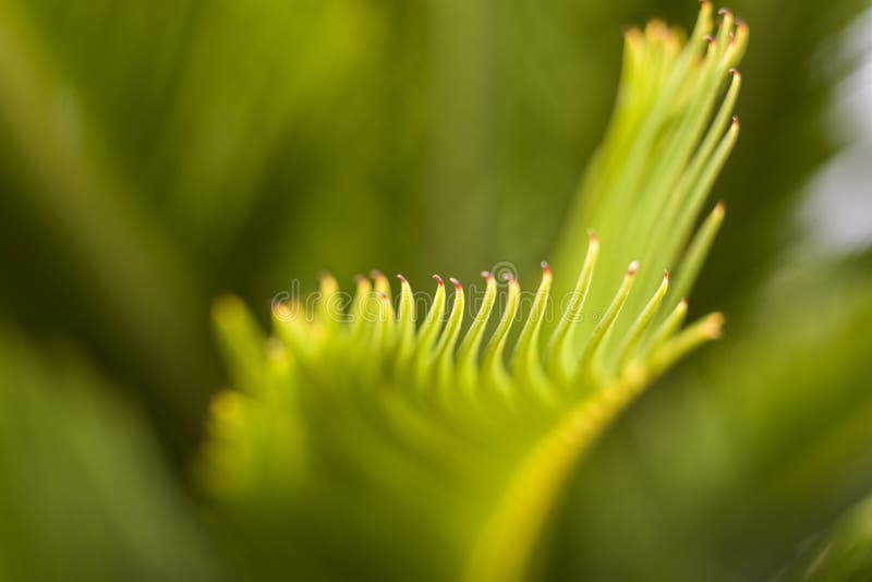 Detail of Cyca Aciculated Leaves Stock Image - Image of plant, macro ...