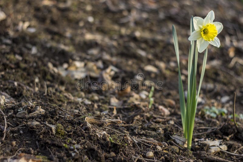 Detail of daffodil bloom stock photo. Image of green - 39279934