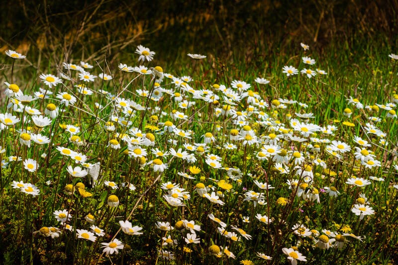 Detail of Daisy Field in a Day of Spring Stock Image - Image of place ...
