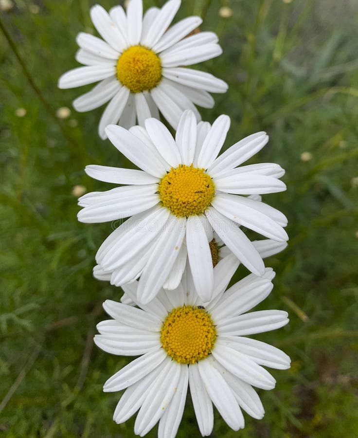 Detail of the of Daisy Flowers Stock Image - Image of flora ...