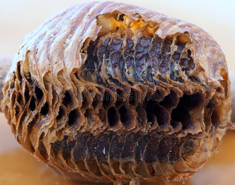 Detail of Damaged Old Wasp Nest Stock Photo - Image of wasp, cells ...