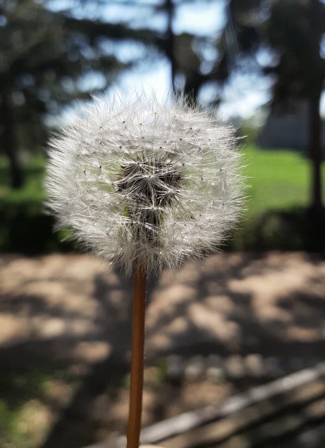 Detail of Dandelion in Forest Stock Photo - Image of trees, shade ...