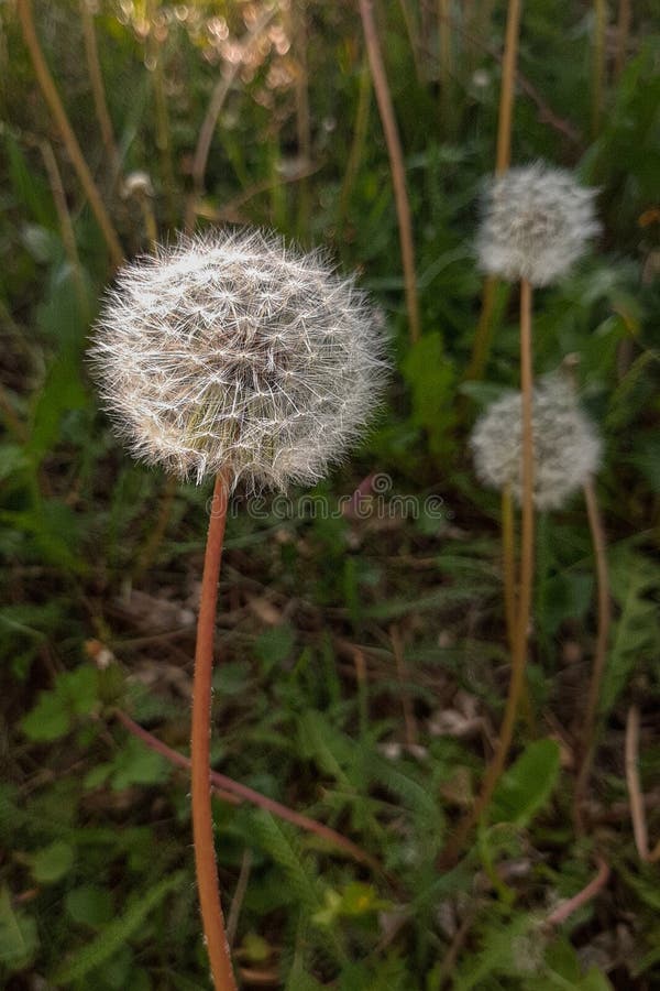 Detail of Dandelion in Forest Stock Photo - Image of plant, trees ...
