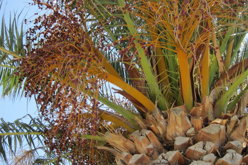 Date Plam Tree Stock Photos - Free & Royalty-Free Stock Photos from ...