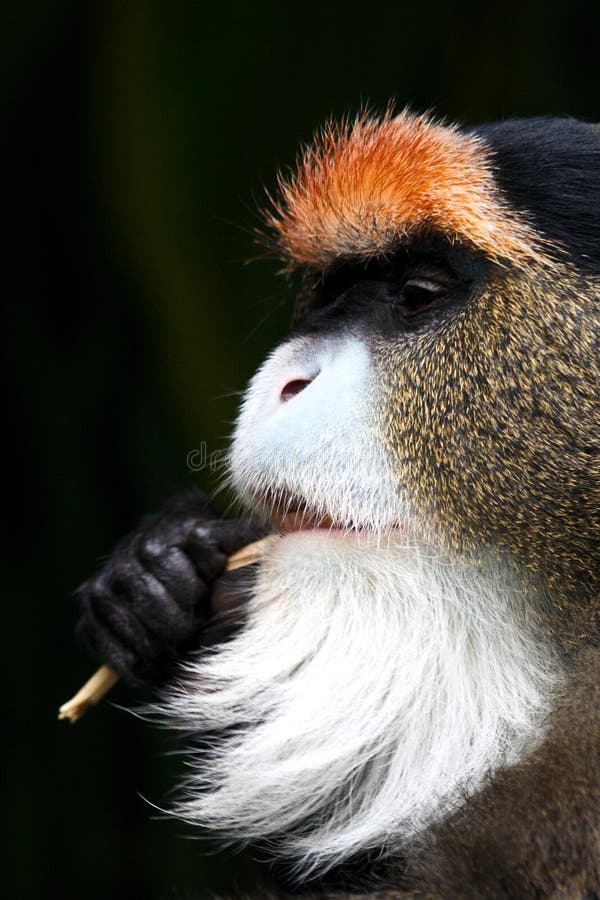 Detail of De Brazza`s Monkey Stock Photo - Image of eyes, looking: 95191172