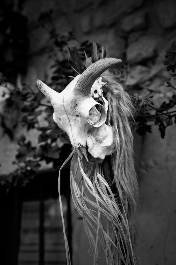 Satanic goat skull stock photo. Image of outdoor, horn - 251952820