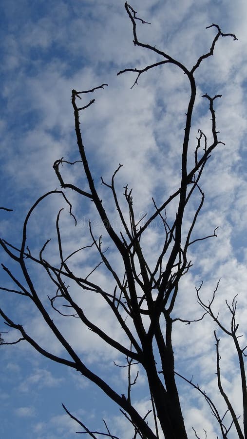 Dead Dried Oak Tree Isolated on White Stock Image - Image of alone ...