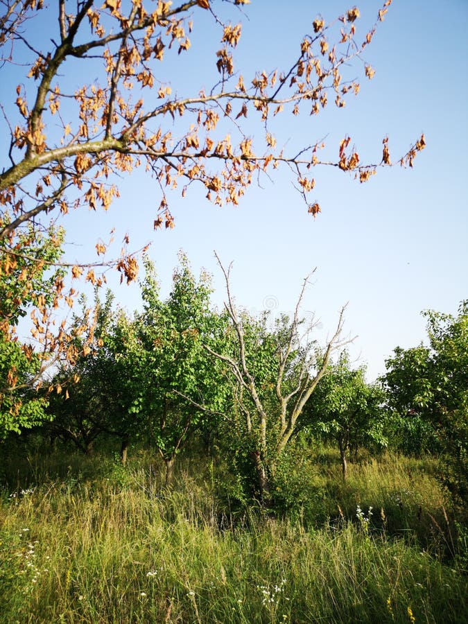 Dead dried tree stock photo. Image of dead, botany, autumn - 118892776