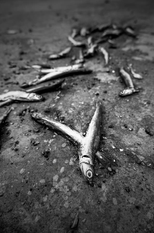 Dead sardines in the trash stock image. Image of fish - 287300749