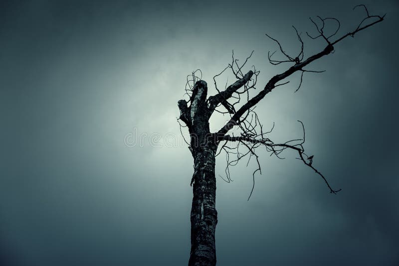 Creepy dead tree stock photo. Image of weather, silhouette - 249317420