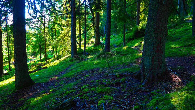 Detail of a Deep Mountain Forest Landscape Stock Image - Image of deep ...