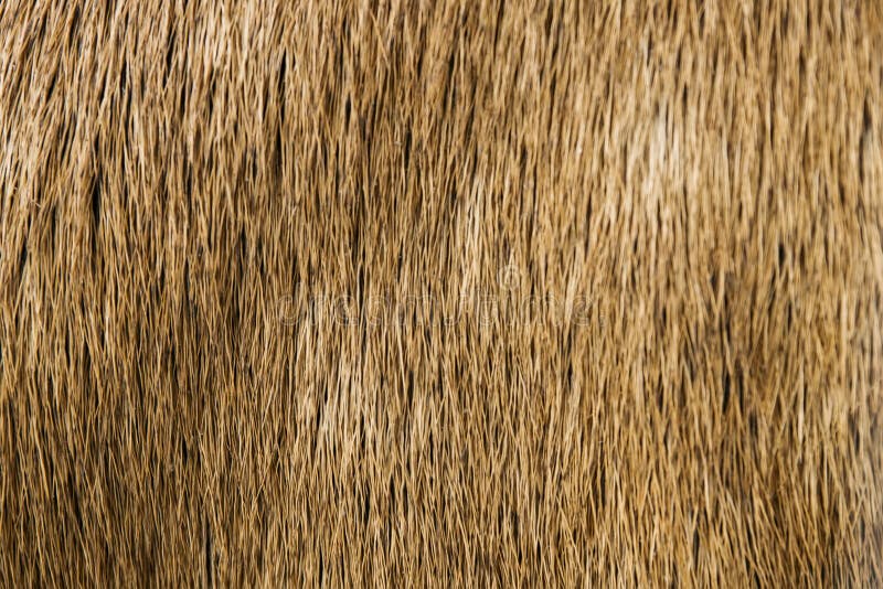 Detail of deer fur stock image. Image of hairy, natural - 119254529