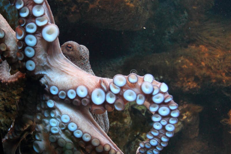 Allgemeine Krake stockfoto. Bild von wasser, strand, schule - 40942150