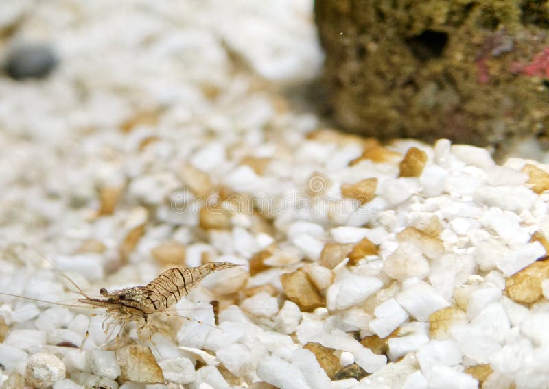 Detail der Garnele stockfoto. Bild von exotisch, garnele - 114309830