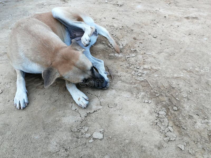 Dog Clean Leg on Soil Ground Stock Photo - Image of poor, hungry: 135521980