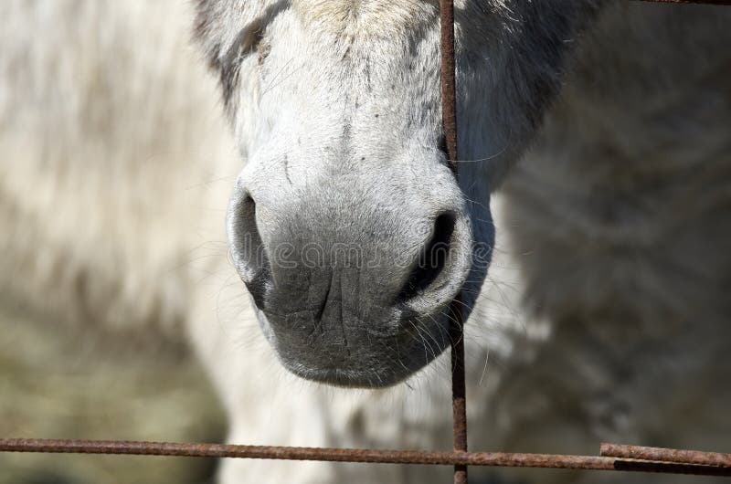 Donkey s nose stock image. Image of farm, nose, south - 55517029