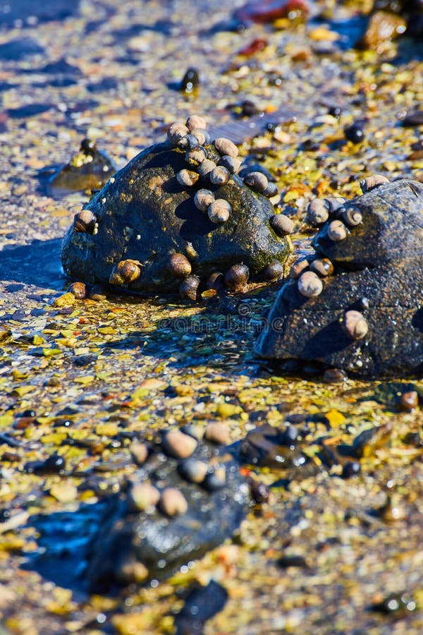 Detail of Dozens of Small Snails on Small Rocks on Coast Stock Photo ...