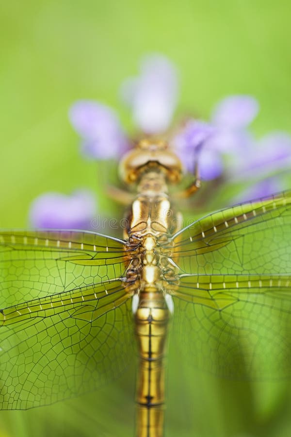 Detail of Dragonfly Wings stock photo. Image of resting - 6951980