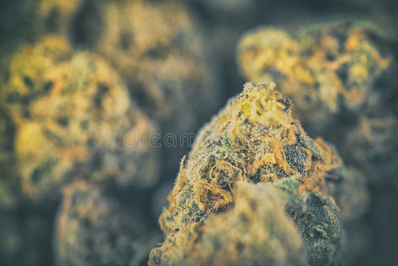 Detail of Dried Cannabis Buds - Medical Marijuana Concept Stock Photo ...
