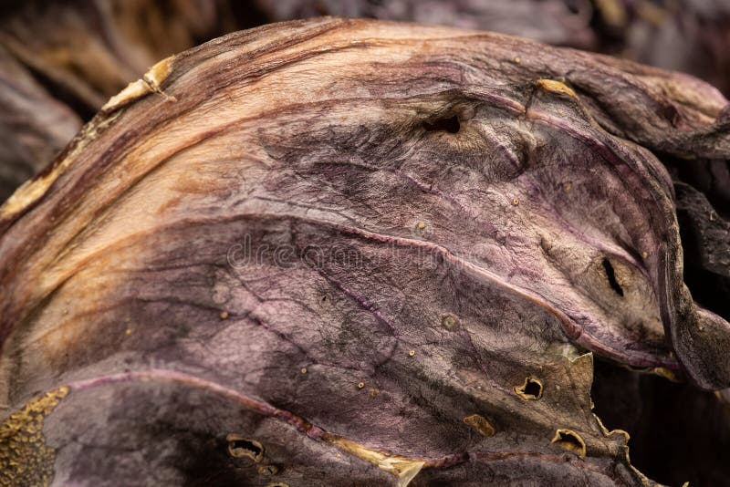 Detail of Dried Red Cabbage Leaf Stock Image - Image of plant, dried ...