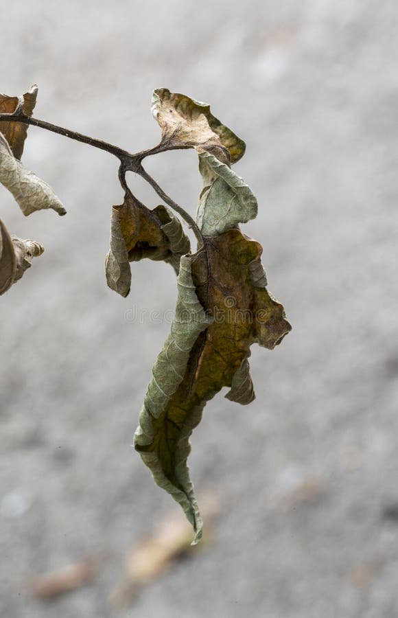 Detail of a Dry Autumn Leaf on a Stem Stock Image - Image of life ...