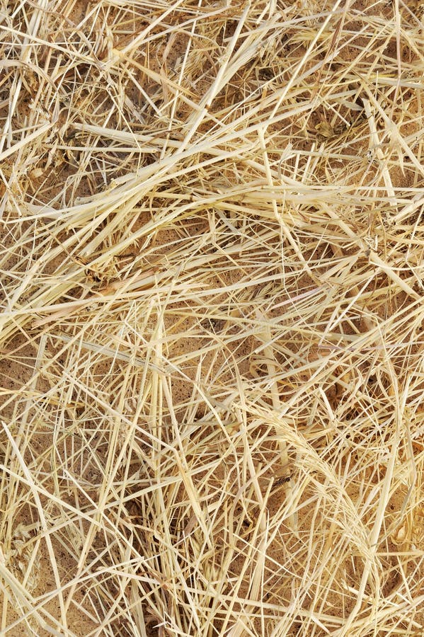 Detail of Dry Grass Hay and OSB, Oriented Strand B Stock Image - Image ...