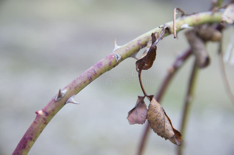 Detail of dry rose stalk stock image. Image of petal - 351586021
