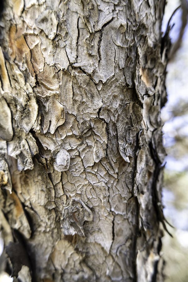 Tree bark texture stock image. Image of trunk, tracery - 317726263