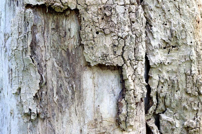 Dry Tree Bark Surface for Nature Background Stock Image - Image of ...