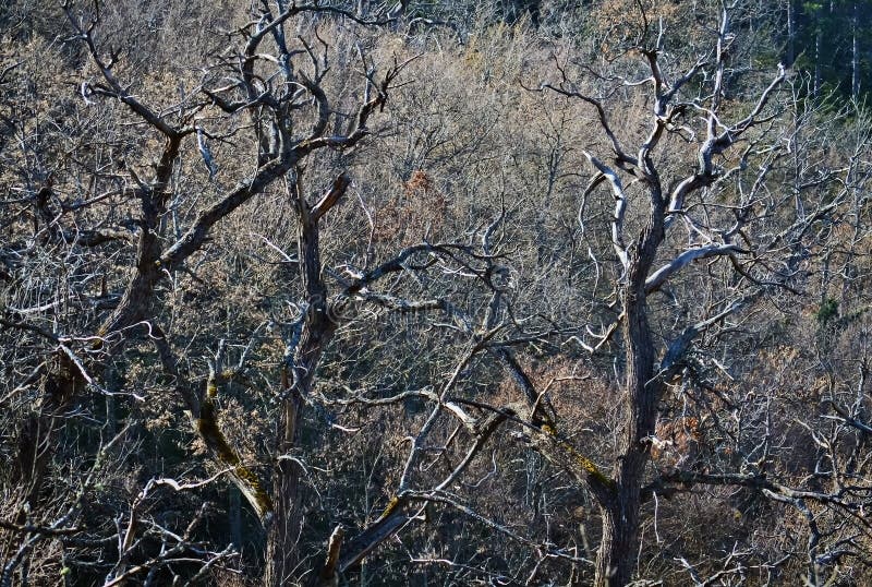 Detail of dry trees stock image. Image of twig, trunk - 96801577