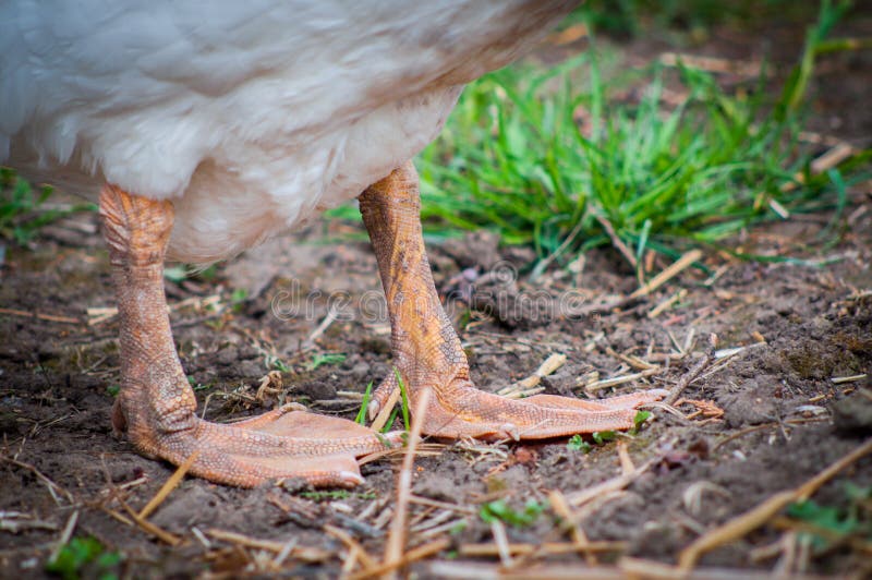 Detail of Duck Legs Standing on Ground Stock Image - Image of detail ...