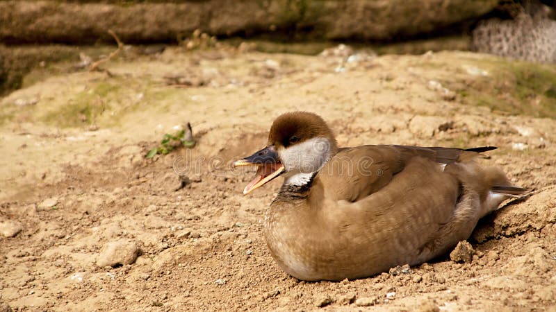 Detail of a Duck with Open Beak Stock Photo - Image of head, duck ...